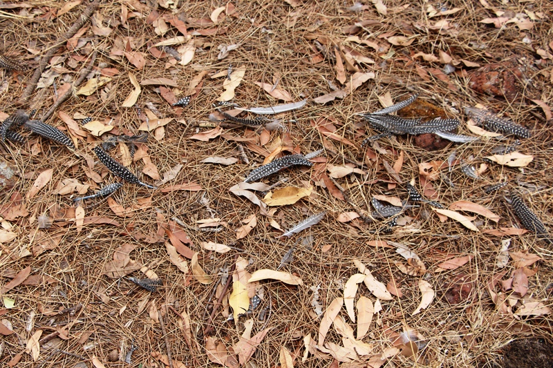 The Country Diary of a GenX Woman | Fox Bites Leg Off Young Guinea